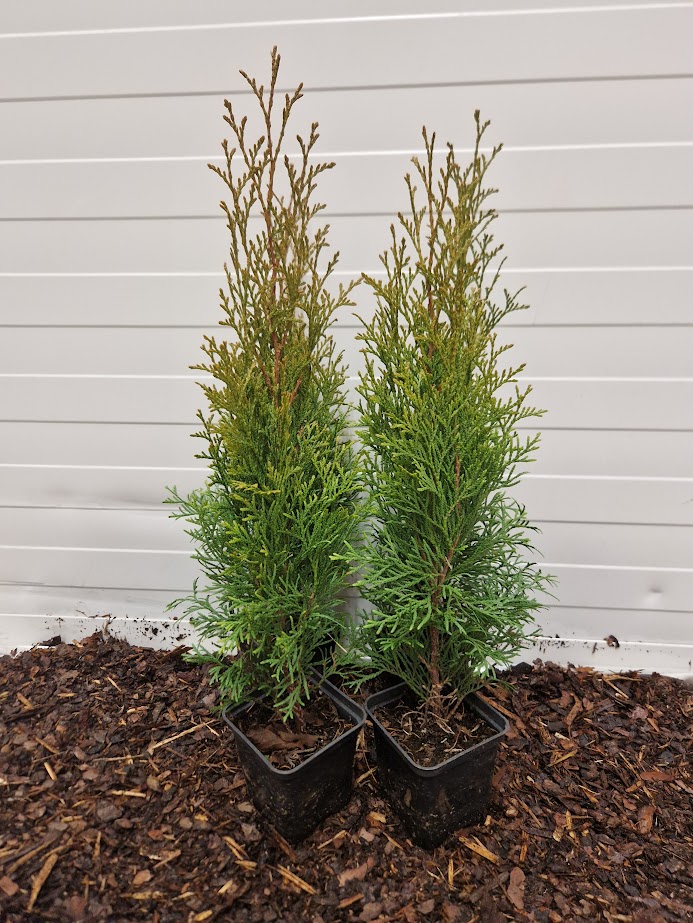 Pokupuu – Elupuud, istikud