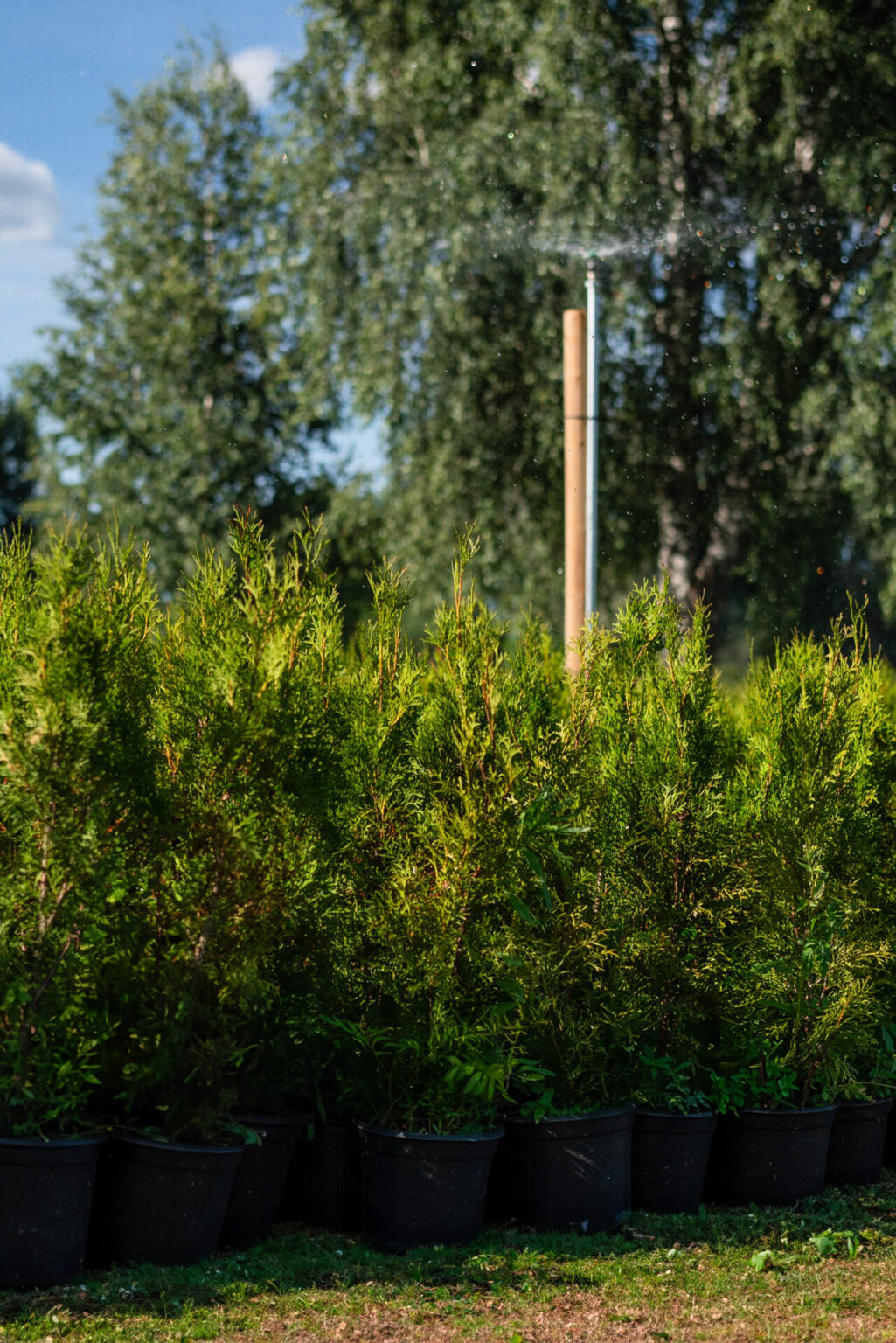 Pokupuu – Elupuud, istikud, tilkkastmissüsteem