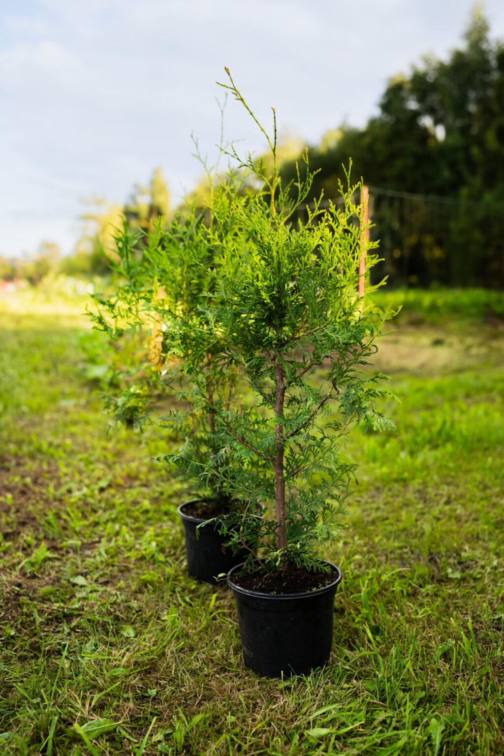 Pokupuu – Elupuud, istikud, tilkkastmissüsteem
